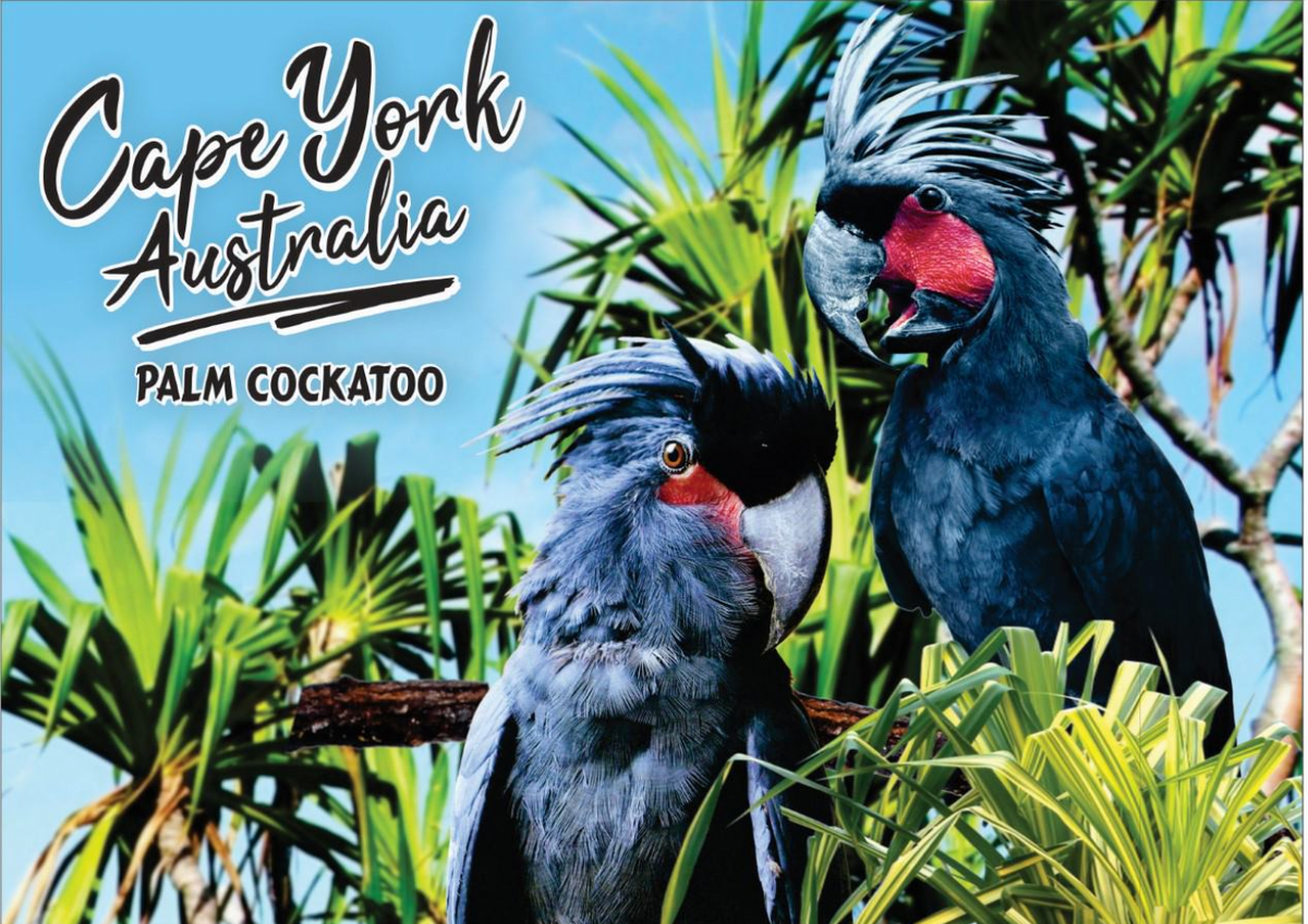 Palm Cockatoo Magnet – The Croc Tent Cape York